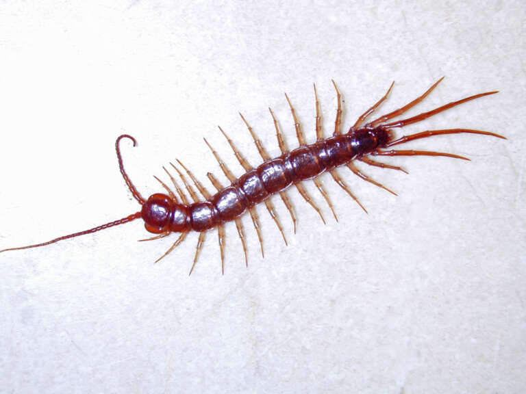 The Truth About Centipedes in Arizona - Green Shield Pest