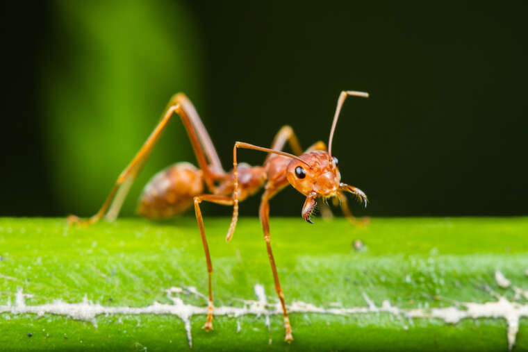 The Truth About Ants in Arizona - Green Shield Pest