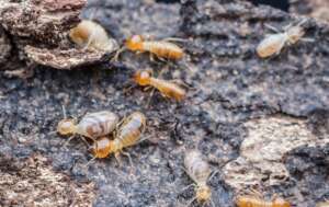 The Truth About Termites in Arizona - Green Shield Pest